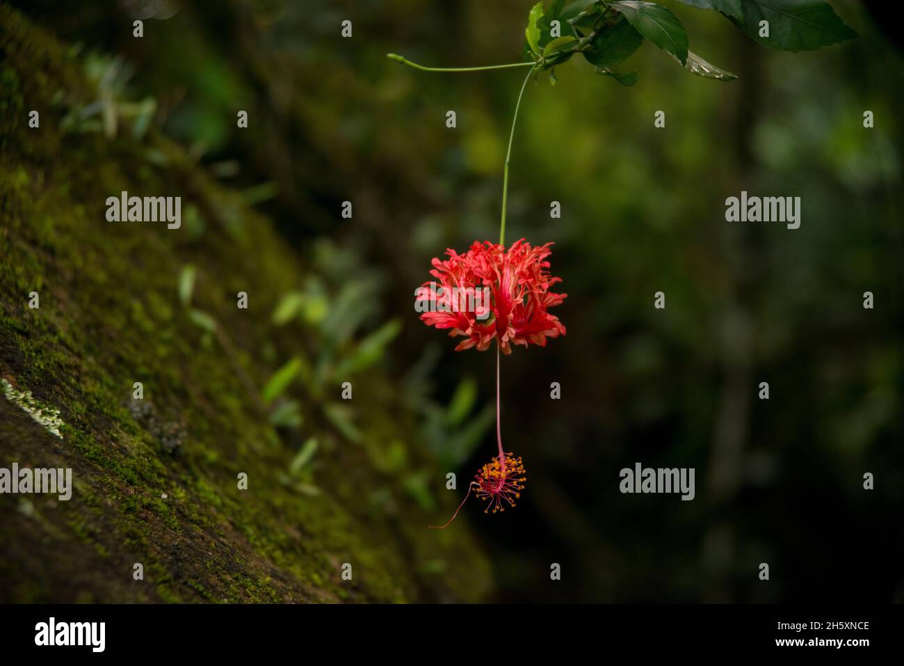 Spider hibiscus, Hibiscus schizopetalus, background overgrown stone ...