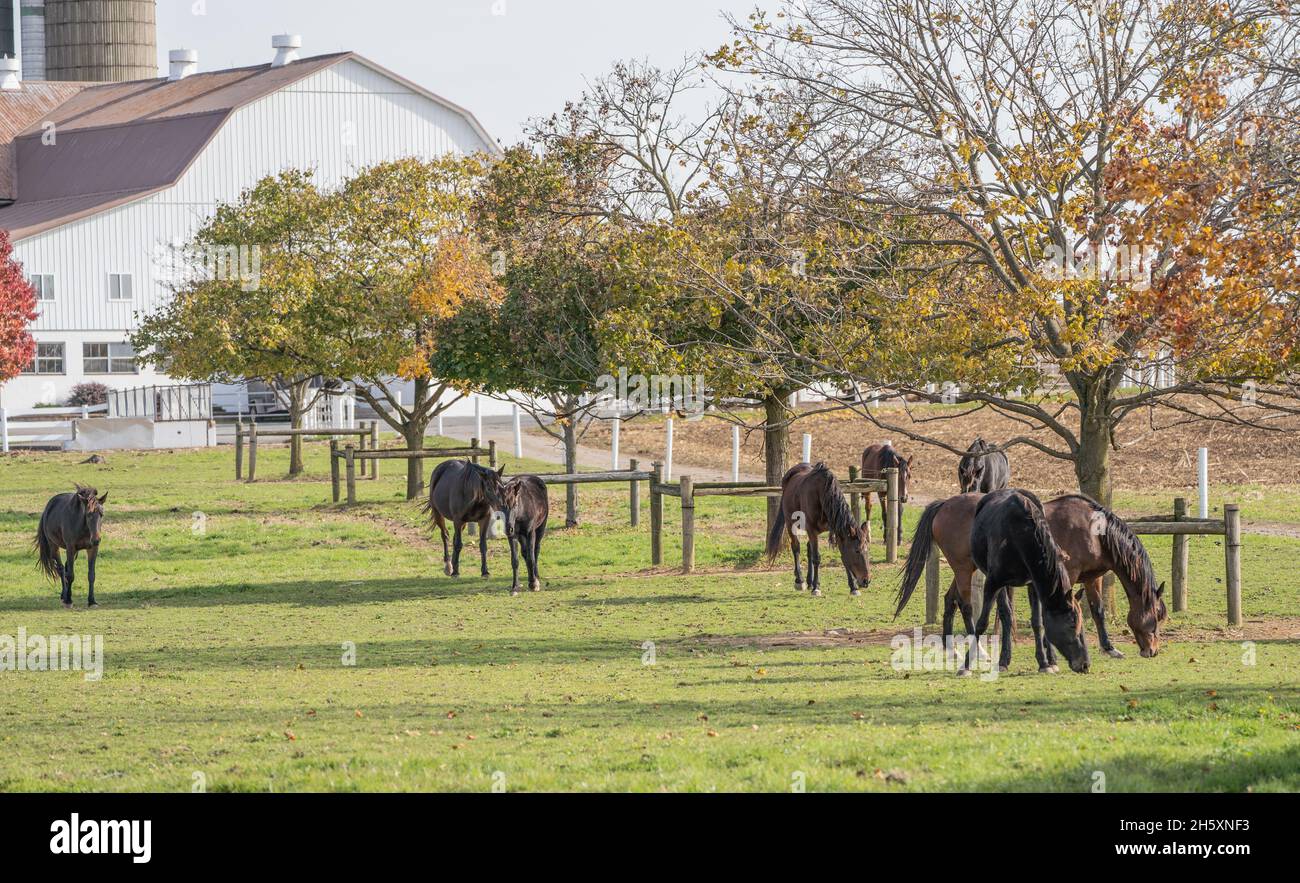Lancaster County, Pennsylvania- November 11, 2021: Horses Gazing in ...