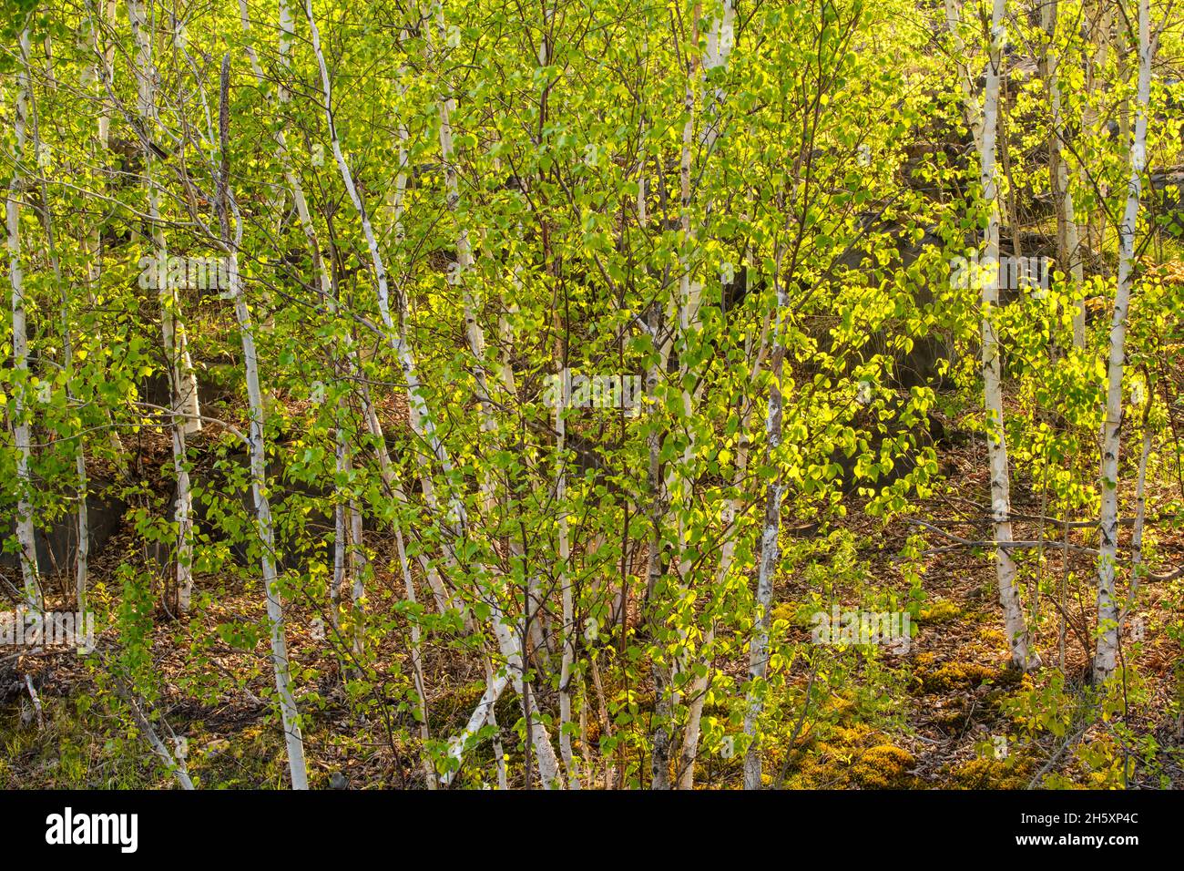 Young white birch (Betula papyrifera) trees with fresh green foliage ...