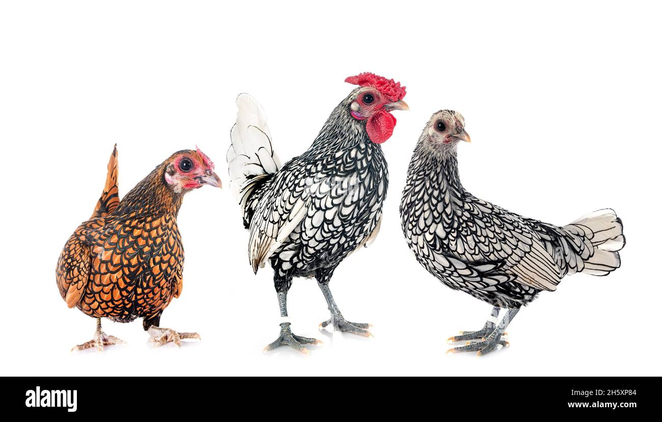 Sebright chicken in front of white background Stock Photo - Alamy