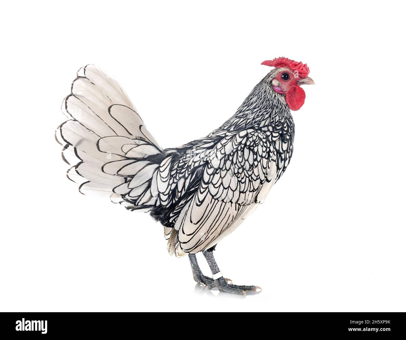 Sebright chicken in front of white background Stock Photo - Alamy
