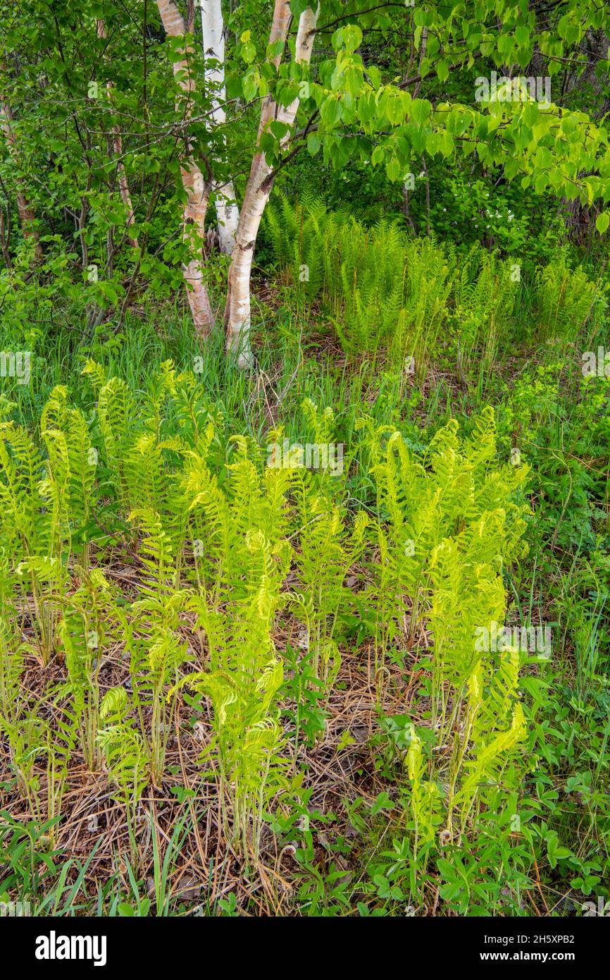 Royal ferns and birch trees, Daly Point nature preserve, Bathurst, New ...