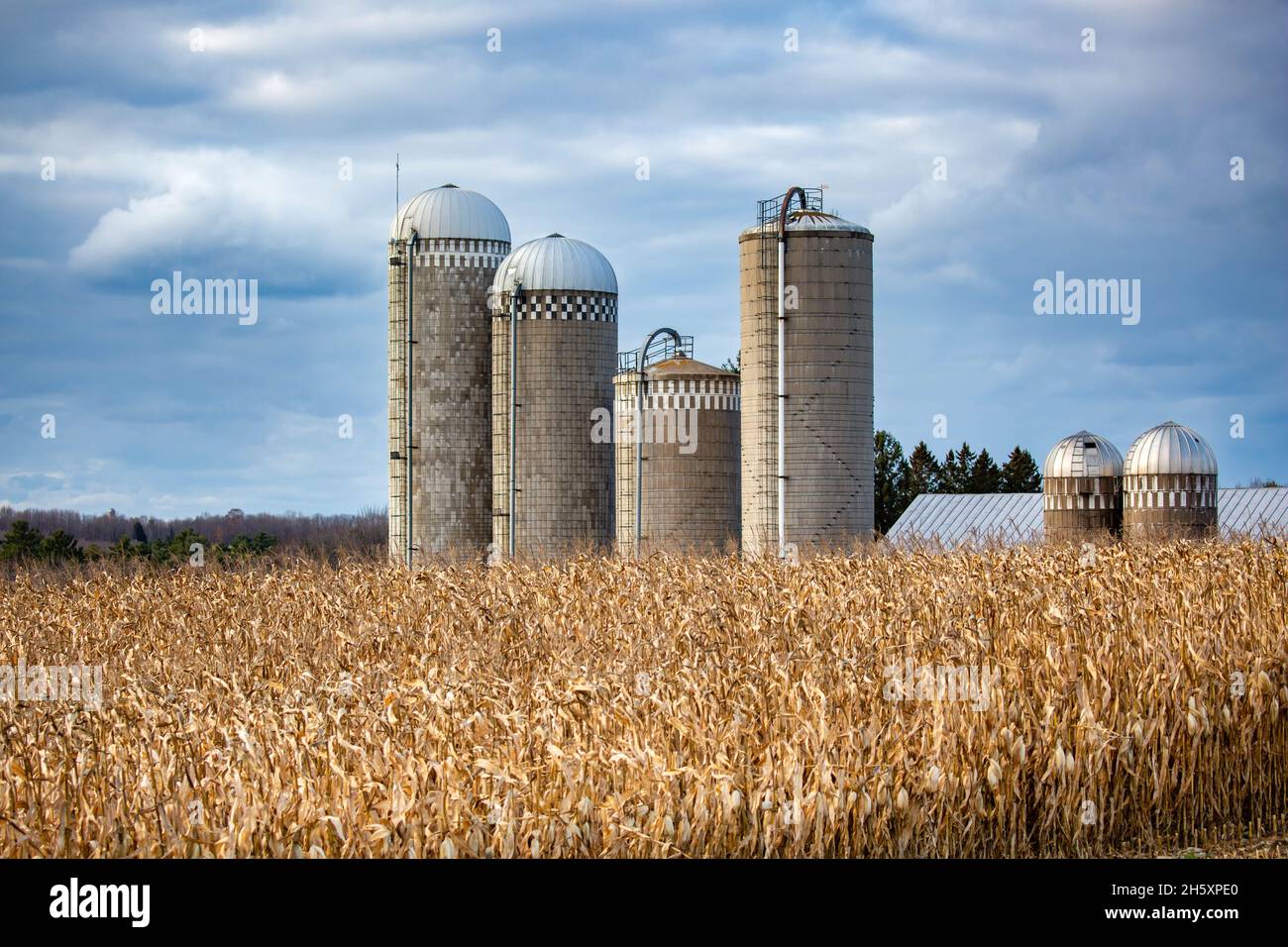 Wisconsin cornfield and silos with clouds in late October, horizontal ...
