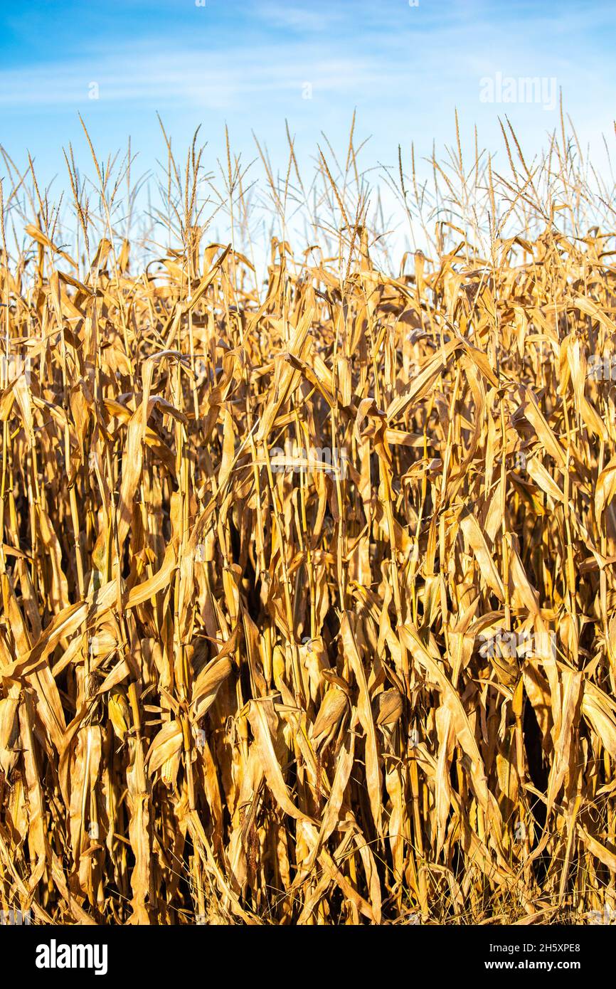 Wisconsin cornfield with a blue sky in October, vertical Stock Photo ...