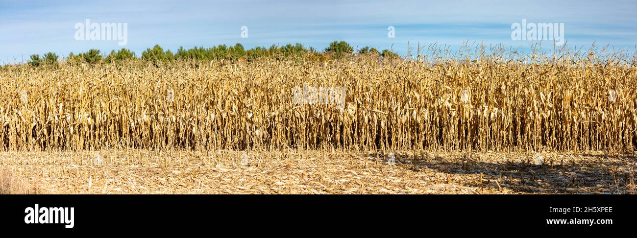 Corn cornstalk hi-res stock photography and images - Alamy