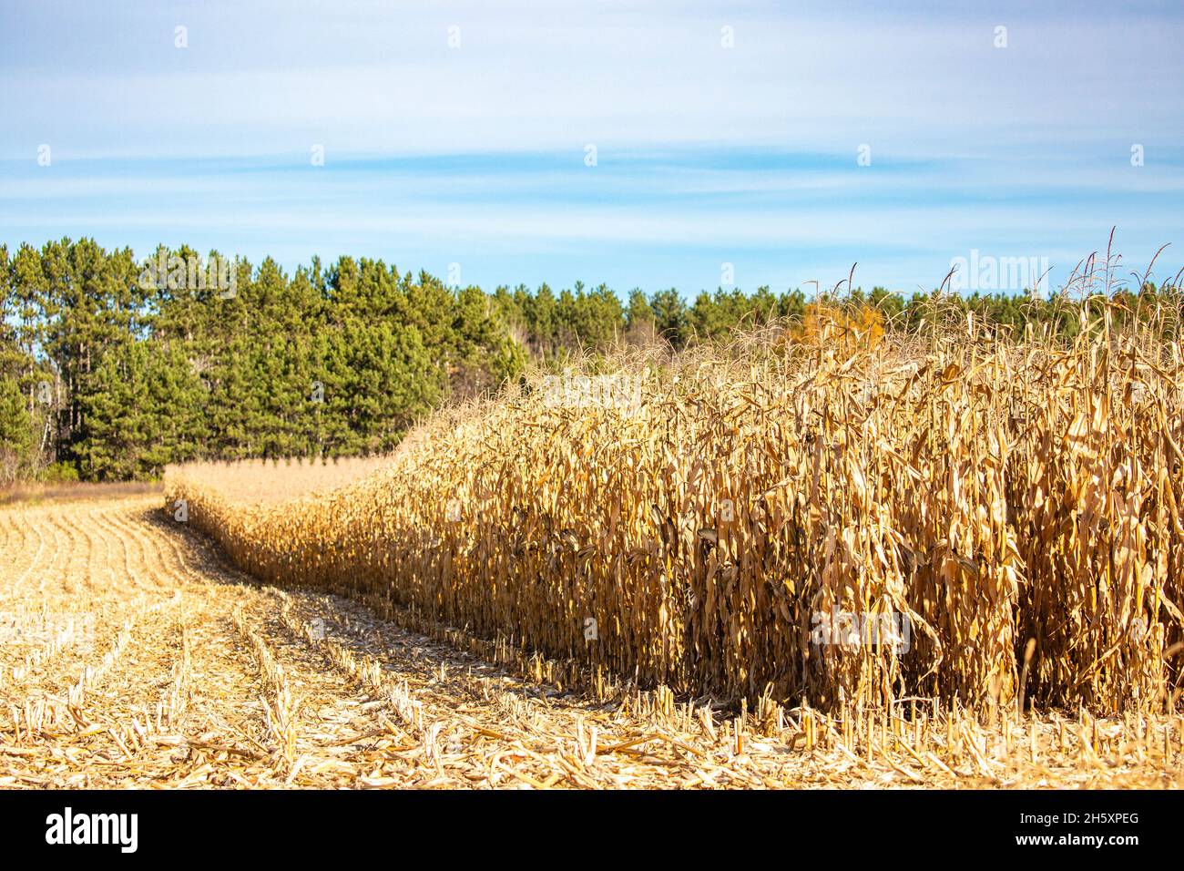 Wisconsin cornfield with a blue sky, horizontal Stock Photo - Alamy