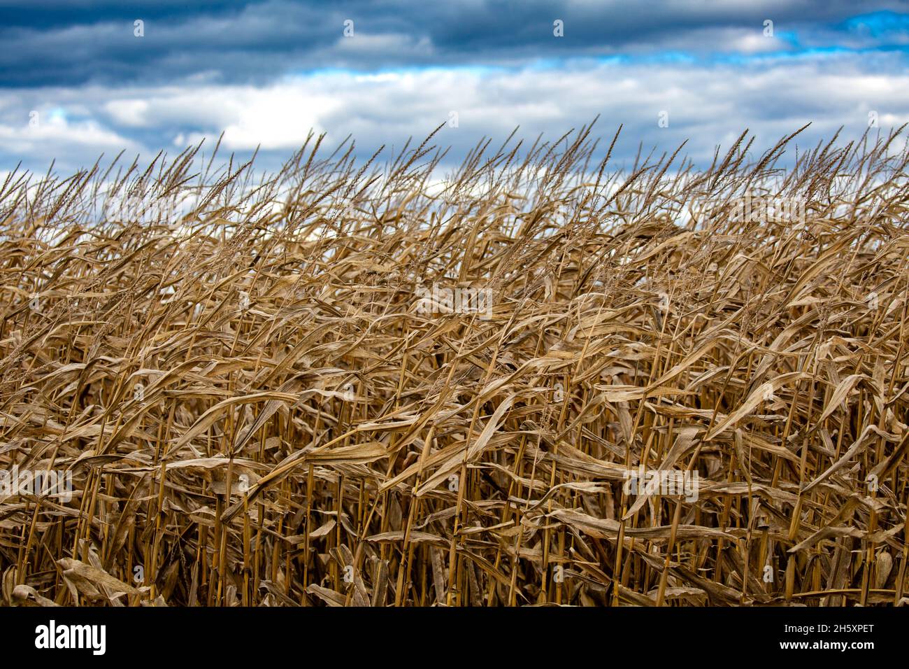 Wisconsin cornfield with clouds in late October, horizontal Stock Photo ...
