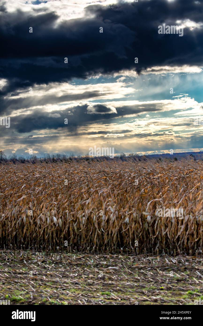 Wisconsin cornfield with clouds in late October, vertical Stock Photo ...