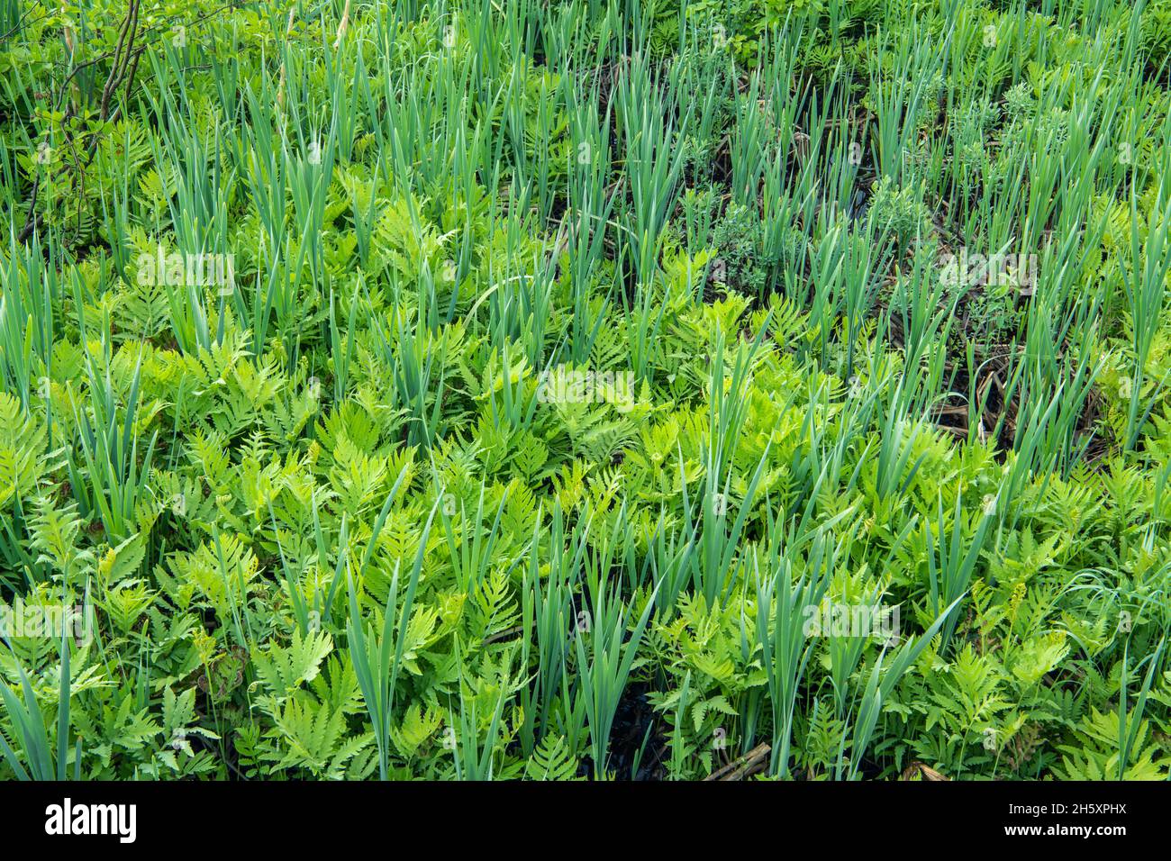 Royal ferns (Osmunda regalis) and emerging cattails in a wetland, Daly ...