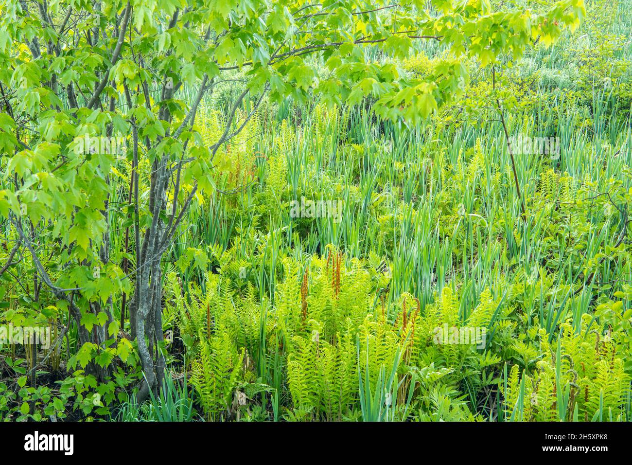 Royal ferns (Osmunda regalis) and emerging cattails in a wetland, Daly ...