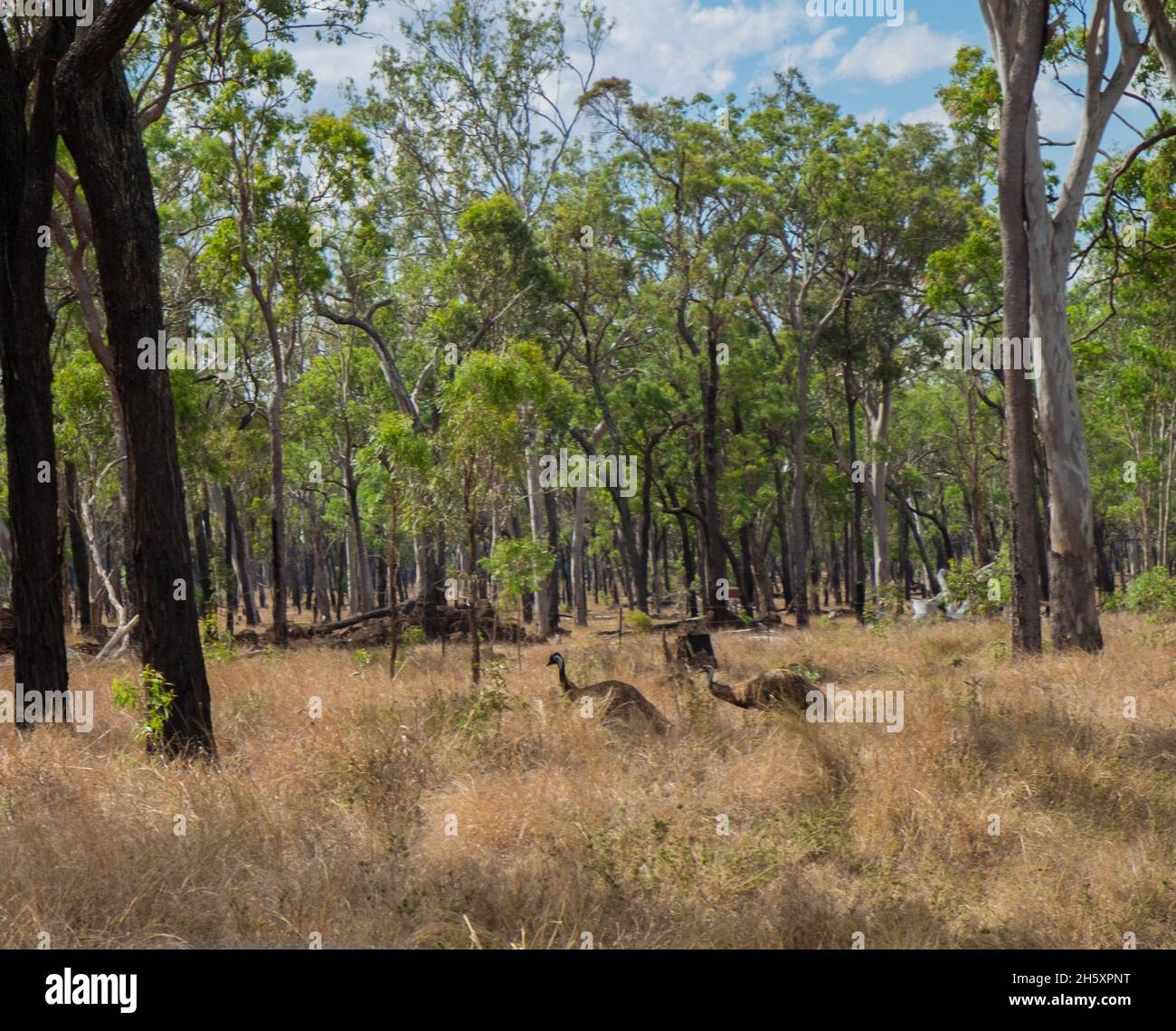 Running emu hi-res stock photography and images - Alamy
