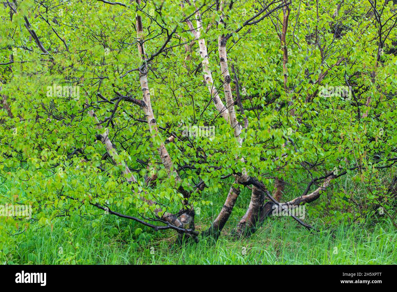 Birch trees, J.T. Cheeseman Provincial Park, Newfoundland and Labrador ...