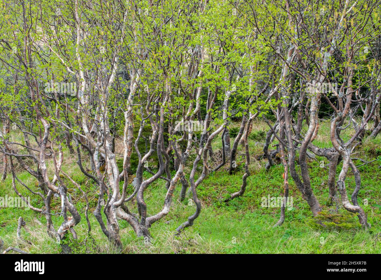 Twisted tree hi-res stock photography and images - Alamy
