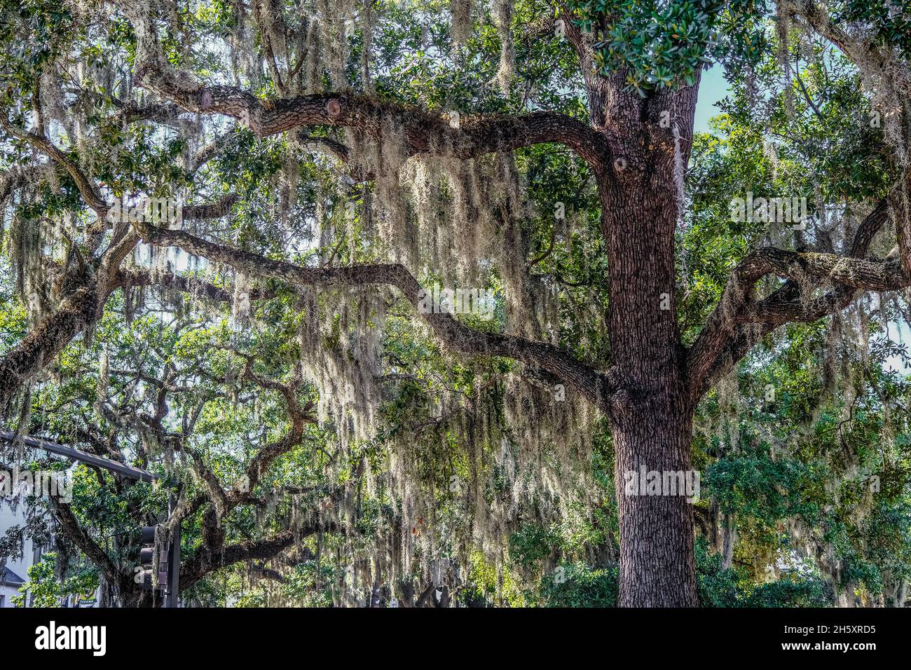 Live oak tree with spanish moss hi-res stock photography and images - Alamy