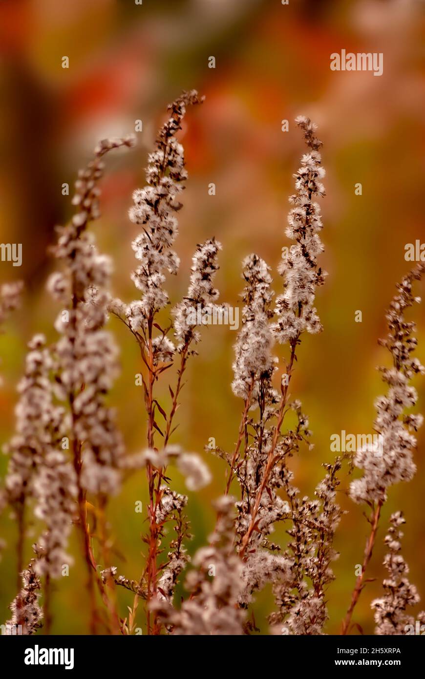 Goldenrod (Solidago) seedheads appear in late fall to early winter, Nov ...