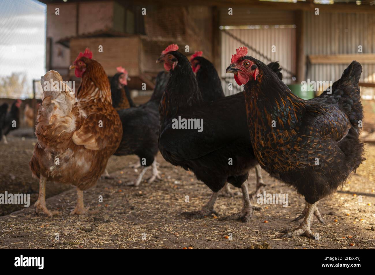 Red brown black plumage hi-res stock photography and images - Alamy