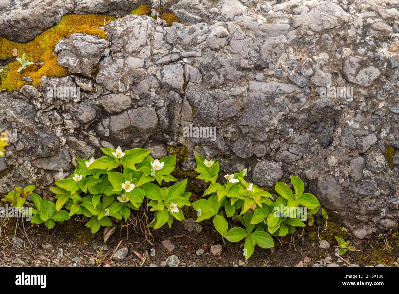 Boreal vegetation hi-res stock photography and images - Alamy