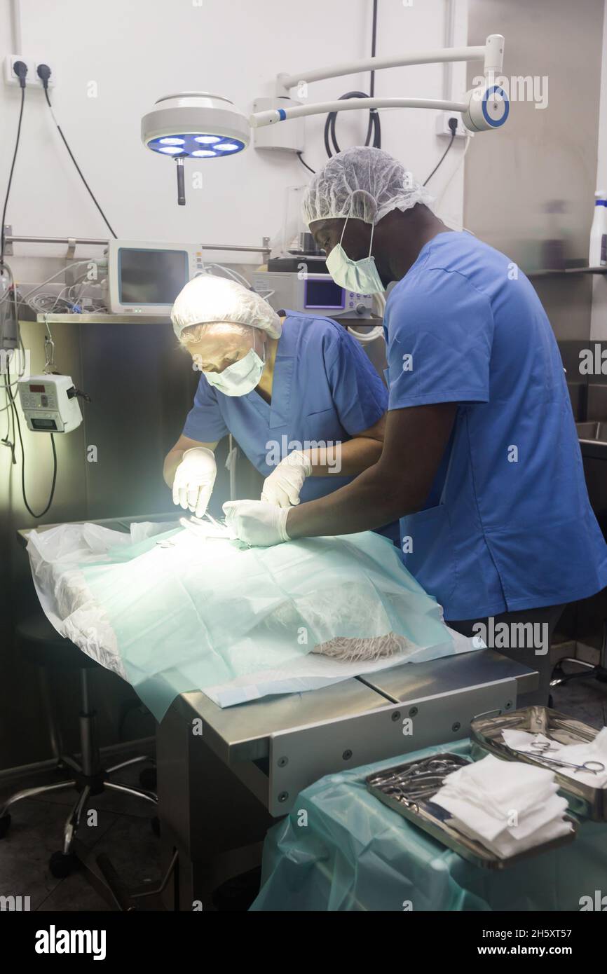 Veterinarians at work to hi-res stock photography and images - Alamy