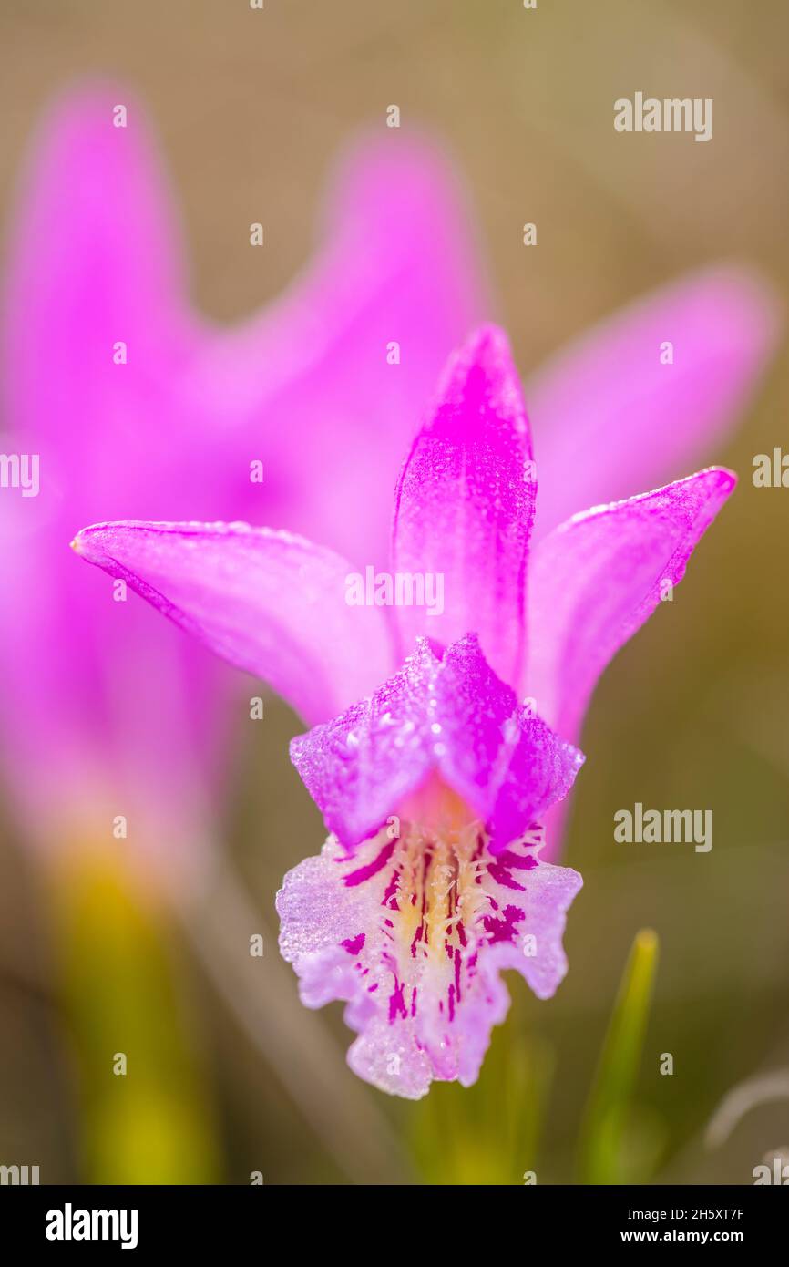 National flower of newfoundland hi-res stock photography and images - Alamy