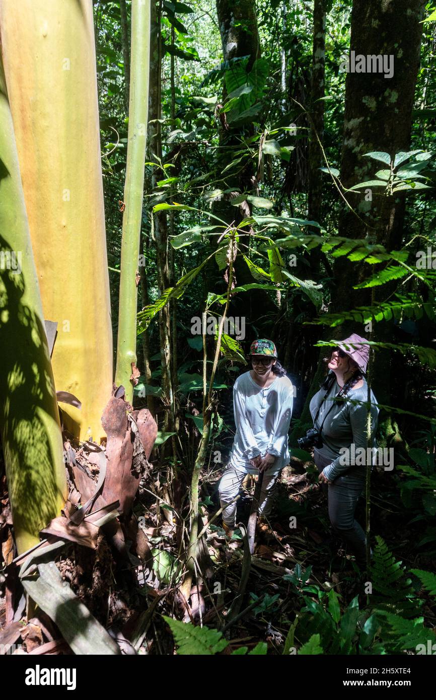 Refugio Selvático Tingo,Tingo Maria,Huanuco,Perú Stock Photo - Alamy
