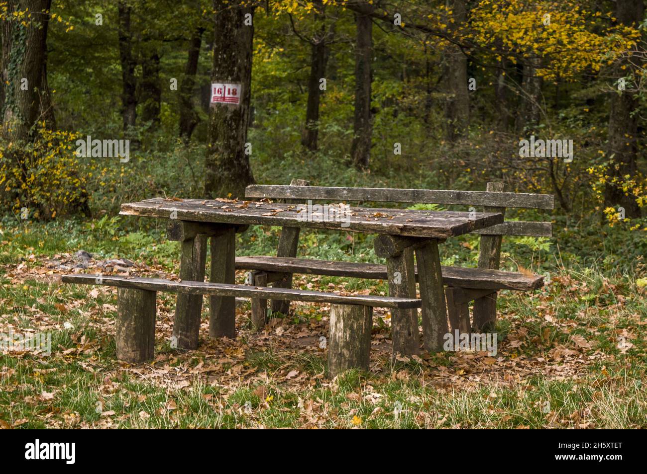 Beautiful scenery of a picnic place in forest with wooden benches and ...