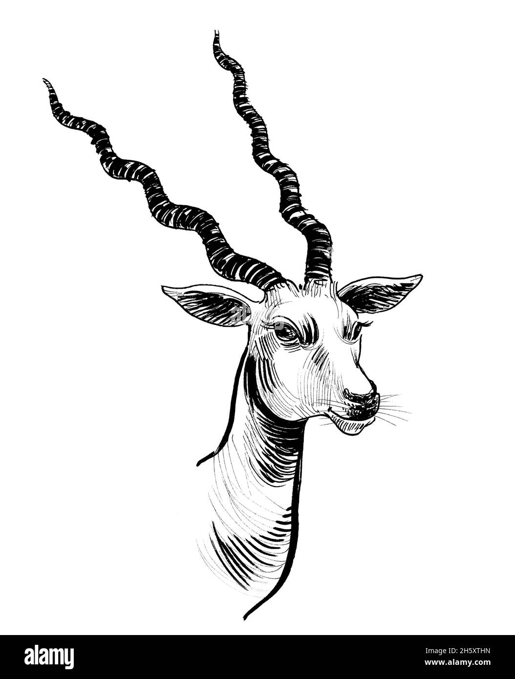 African antelope head. ink black and white drawing Stock Photo - Alamy