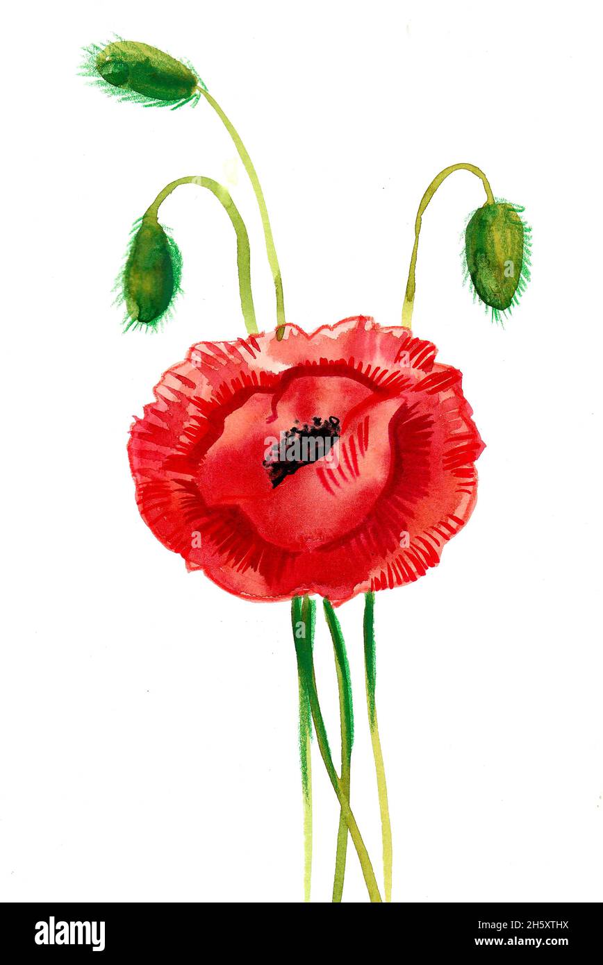 Red poppy flower. Ink and watercolor drawing Stock Photo - Alamy