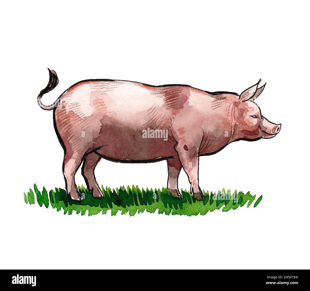 Pink fat pig. Ink and watercolor drawing Stock Photo - Alamy