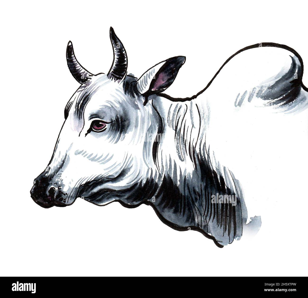 Cow head. Ink and watercolor drawing Stock Photo - Alamy
