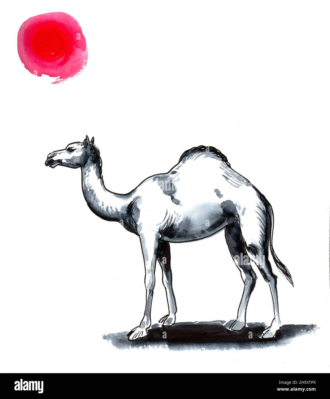 Camel and red sun. ink and watercolor drawing Stock Photo - Alamy