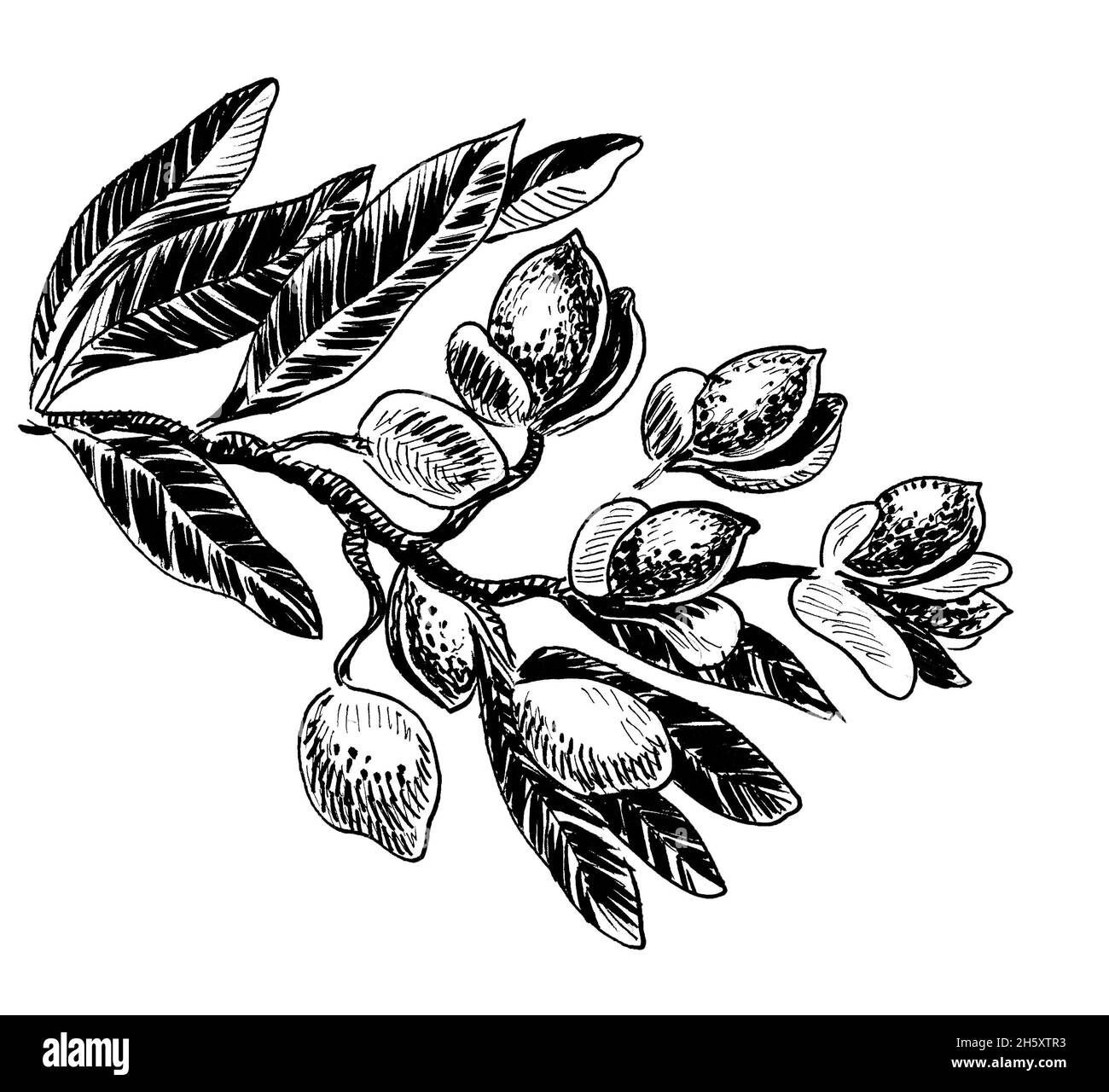 Lemon Tree Clipart Black And White