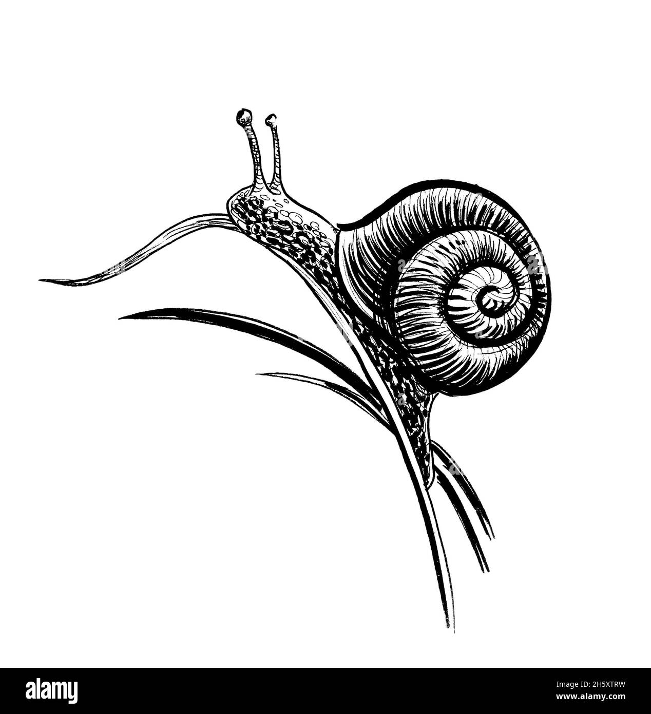Snail on grass. Ink black and white drawing Stock Photo - Alamy