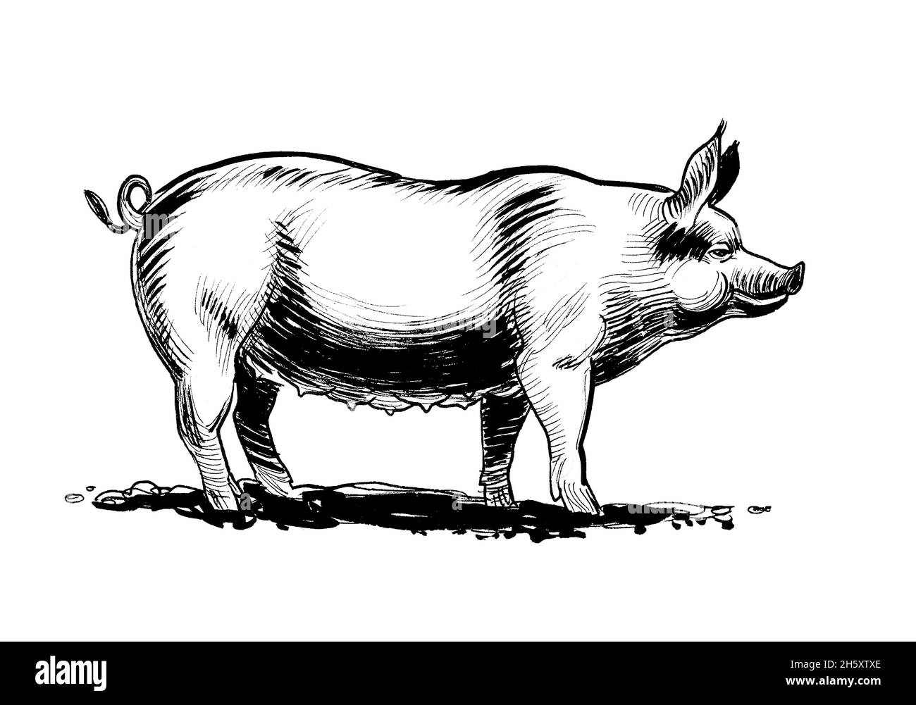 Big female pig. Ink black and white drawing Stock Photo - Alamy