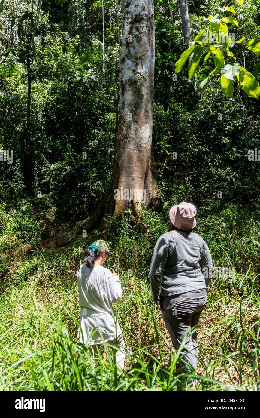 Refugio Selvático Tingo,Tingo Maria,Huanuco,Perú Stock Photo - Alamy
