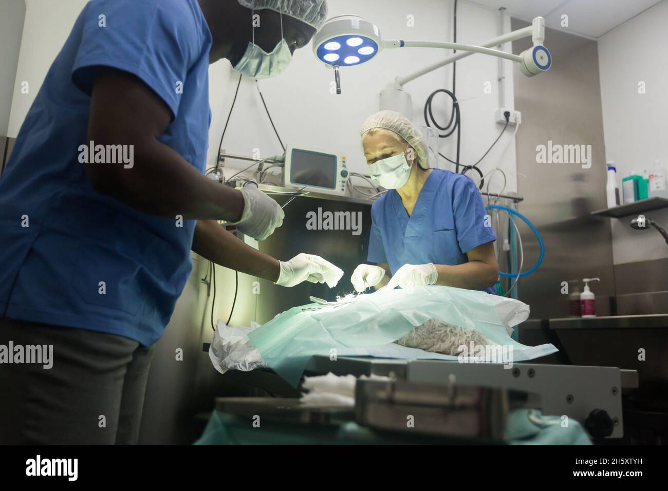 Veterinarian and assistant doing operation for dog Stock Photo - Alamy