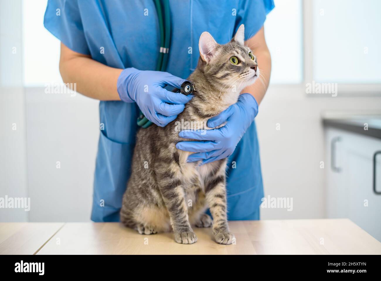 Veterinarian doctor is examining a cat with stethoscope Stock Photo - Alamy