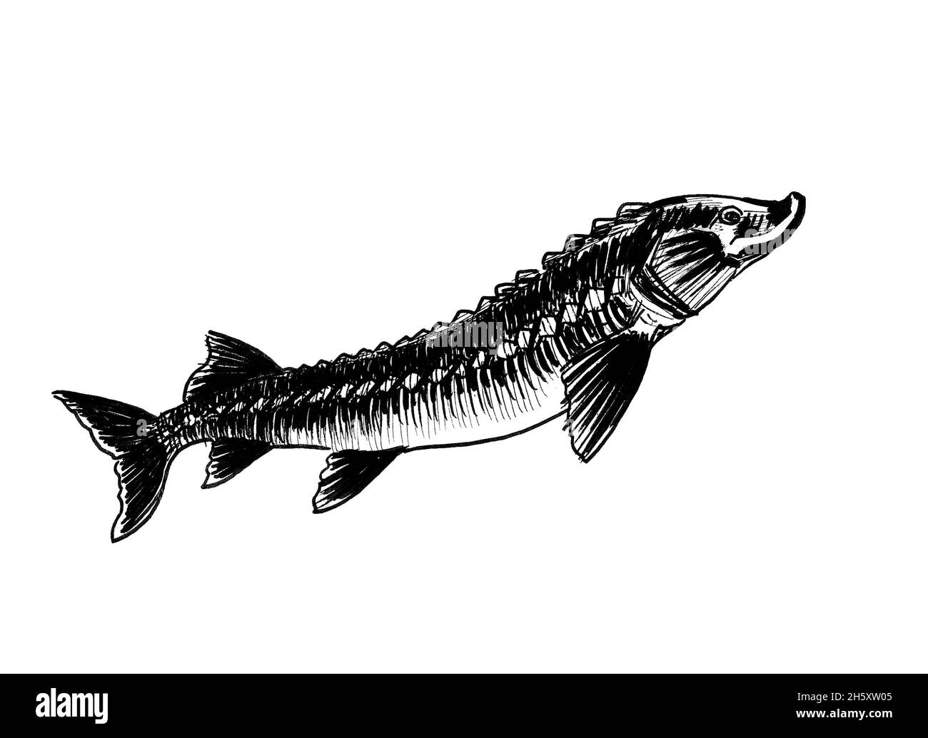 Sturgeon fish. ink black and white drawing Stock Photo - Alamy