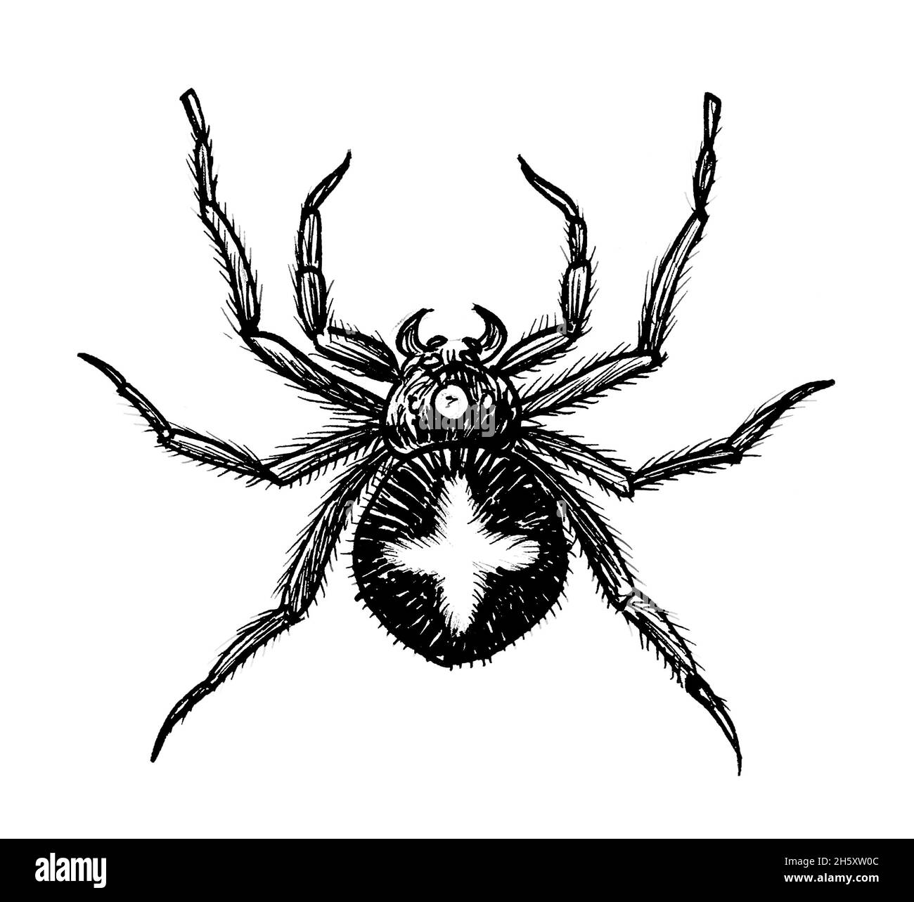 Poisonous spider. Ink black and white drawing Stock Photo - Alamy