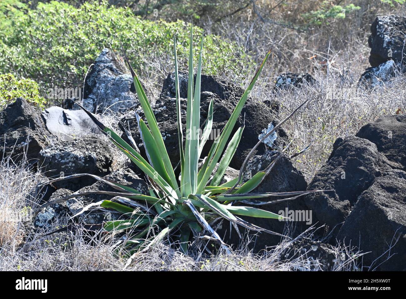Wild agave plant growing amidst the volcanic rocks, Kaena Point, Oahu ...