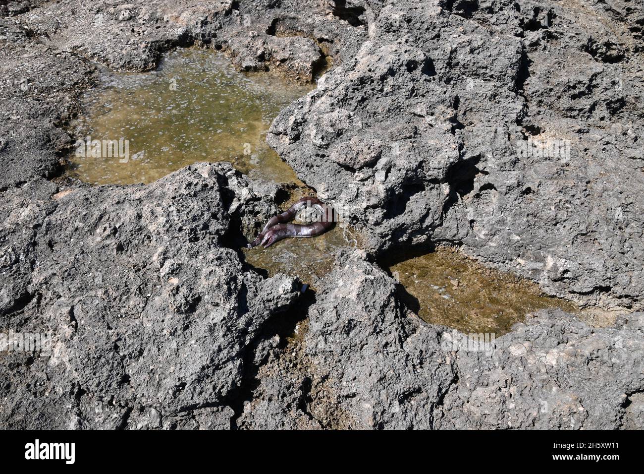 Dead eel in a dried tide pool, Kaena Point, Oahu Hawaii Stock Photo - Alamy