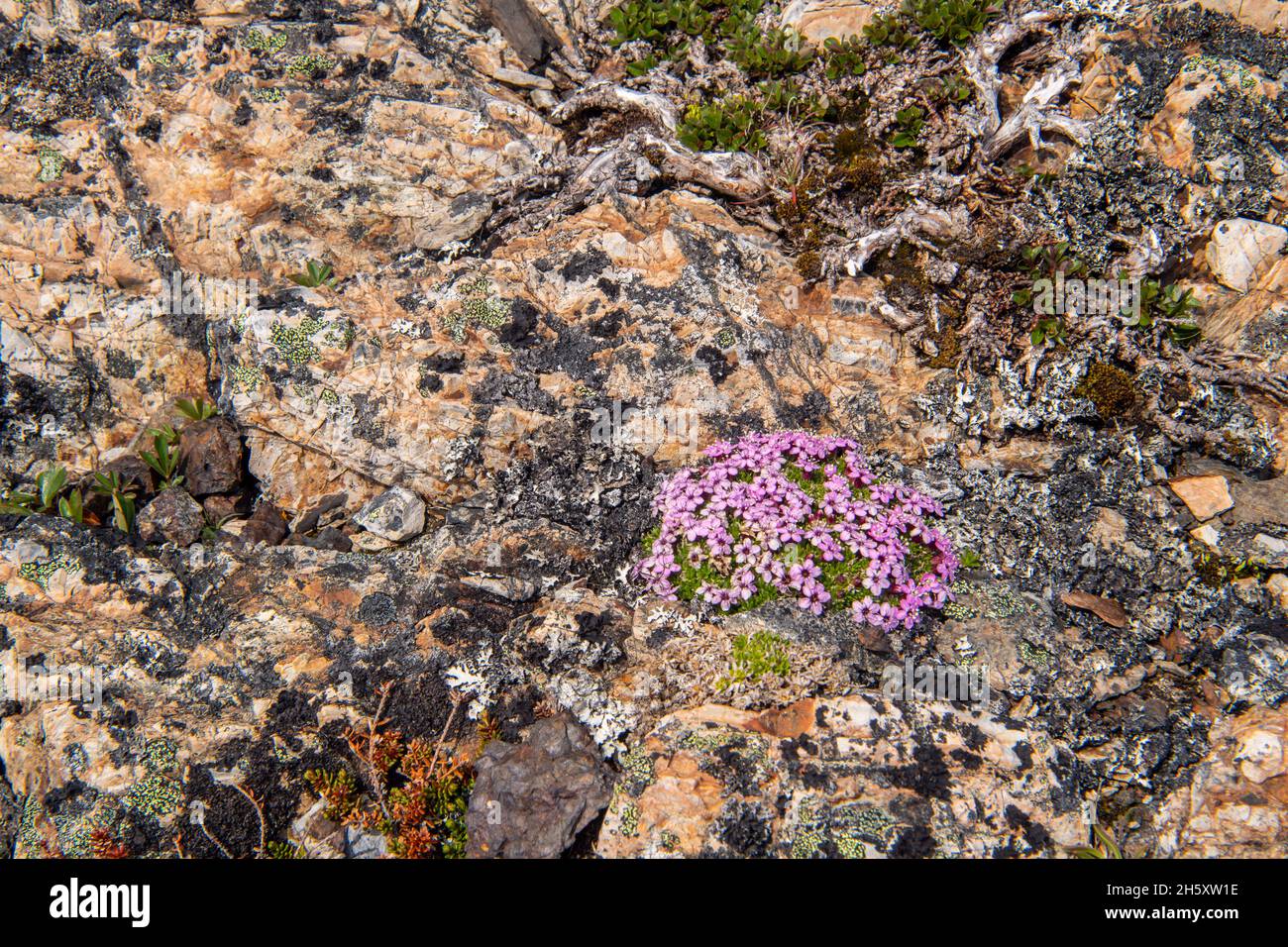 Rock outcrop with flowering Moss campion (Silene acaulis), Ship Cove ...