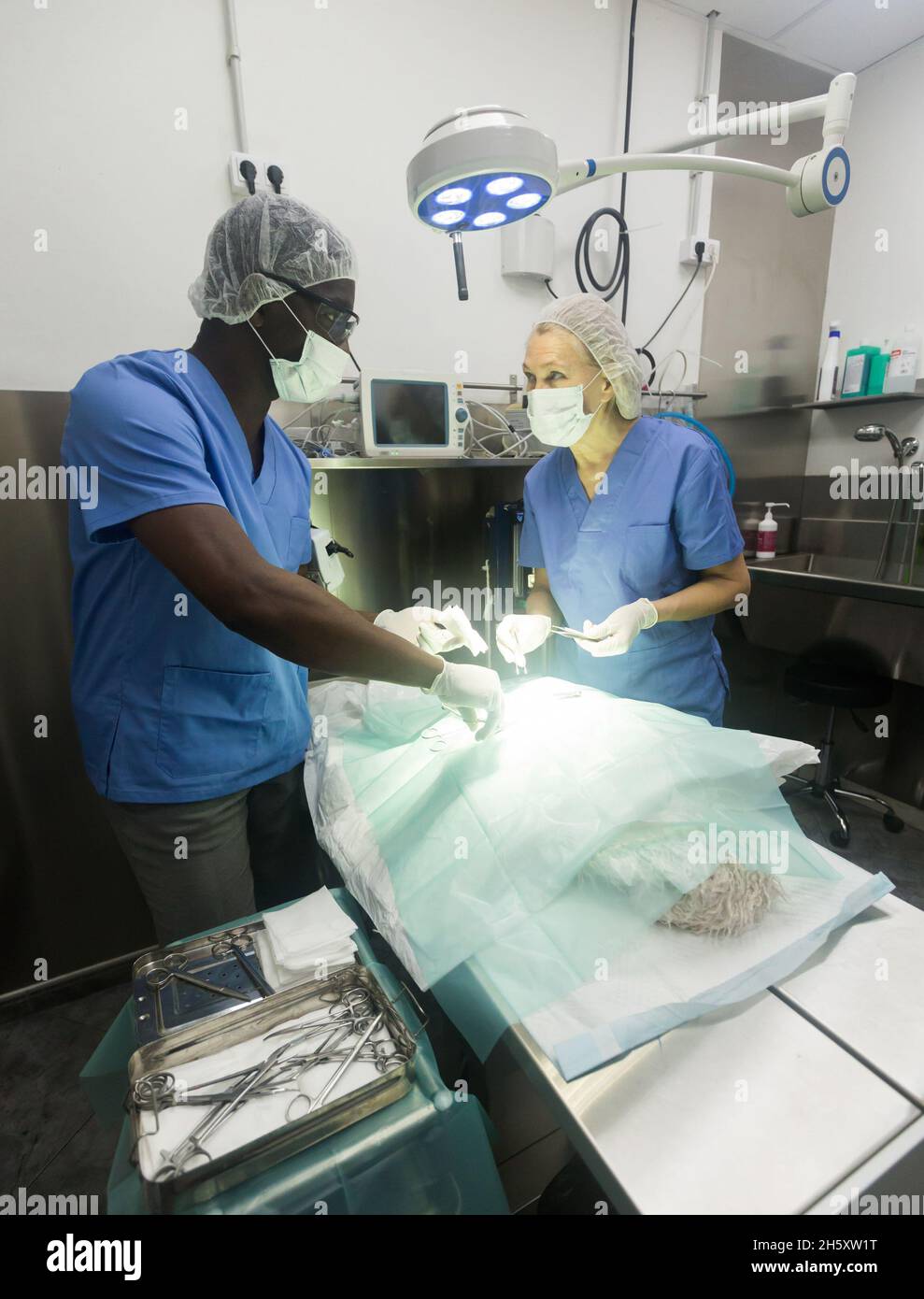 Veterinary activities hi-res stock photography and images - Alamy