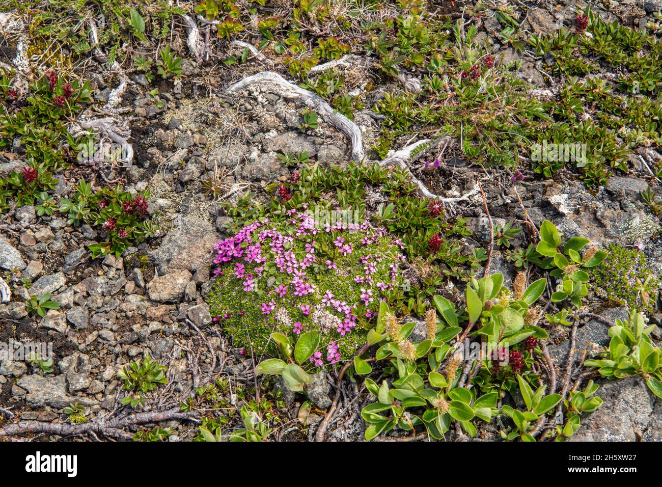 Rock outcrop with flowering Moss campion (Silene acaulis), Ship Cove ...