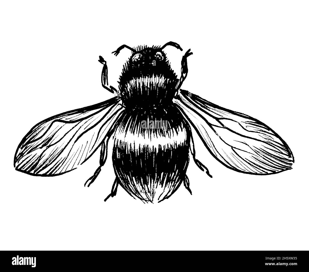Bumble Bee Line Drawing