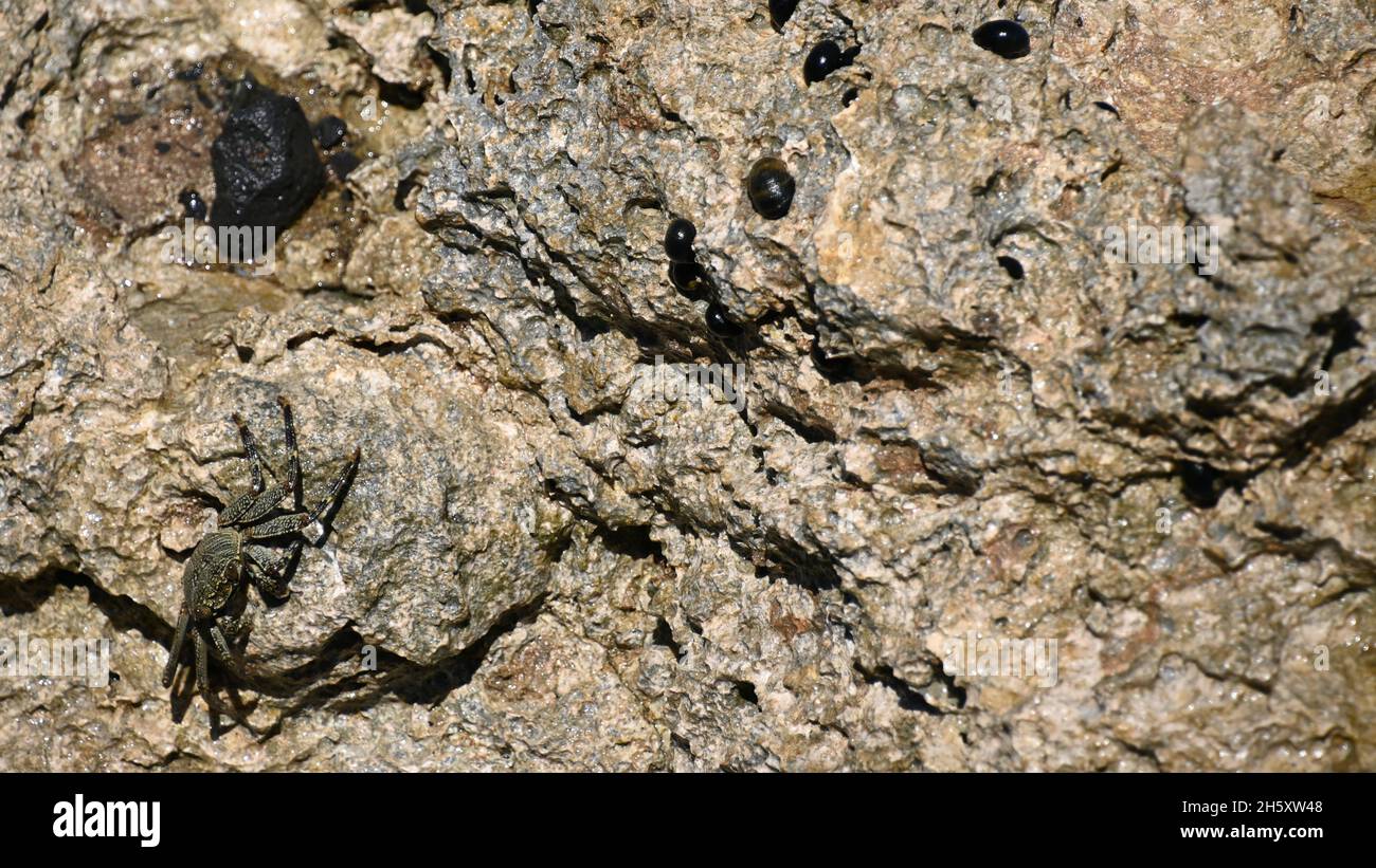 Closeup of lightfoot crabs on a lava rock, Ka'ena Point, Oahu Hawaii ...