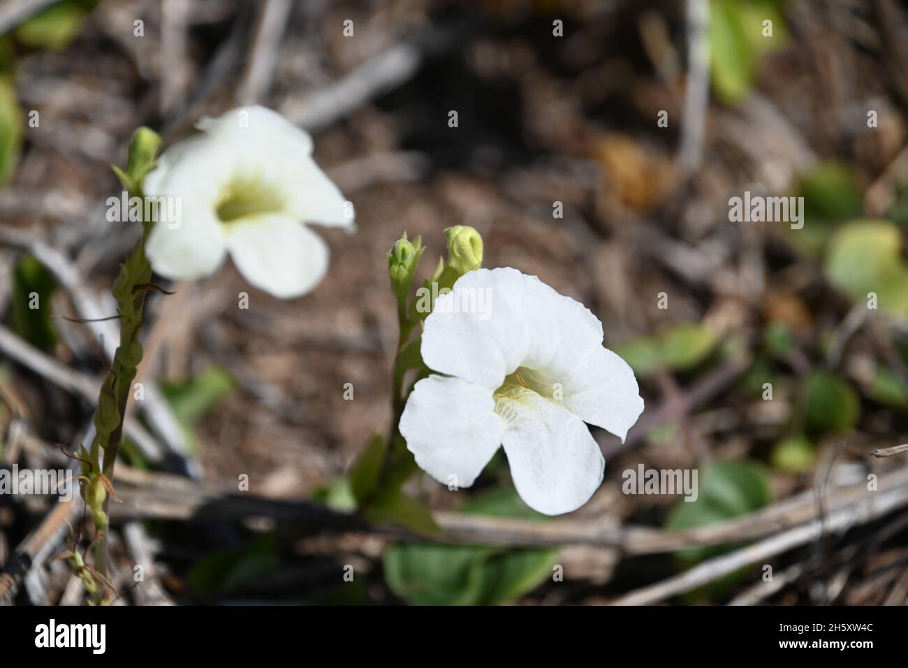 5-petal white flowers growing on the Beach Trail, Kaena Point, Oahu ...