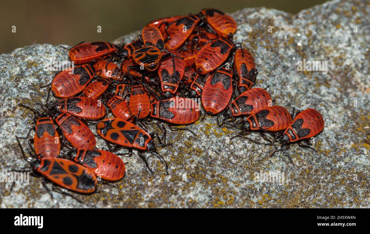 big quantity of insects on a rock Stock Photo - Alamy