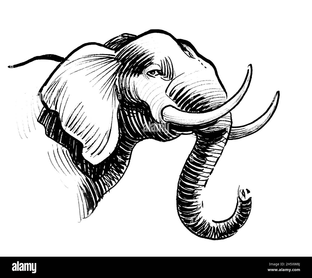 Elephant Profile Drawing