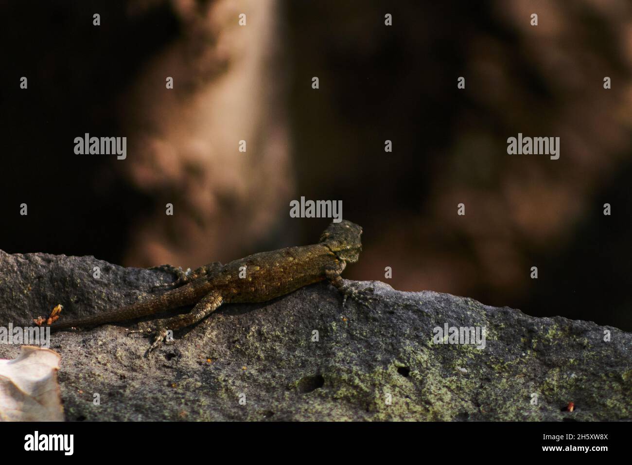 Selective of a lizard on a stone Stock Photo - Alamy