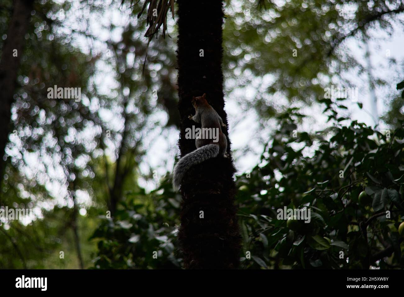 Selective of a chipmunk climbing a tree Stock Photo - Alamy